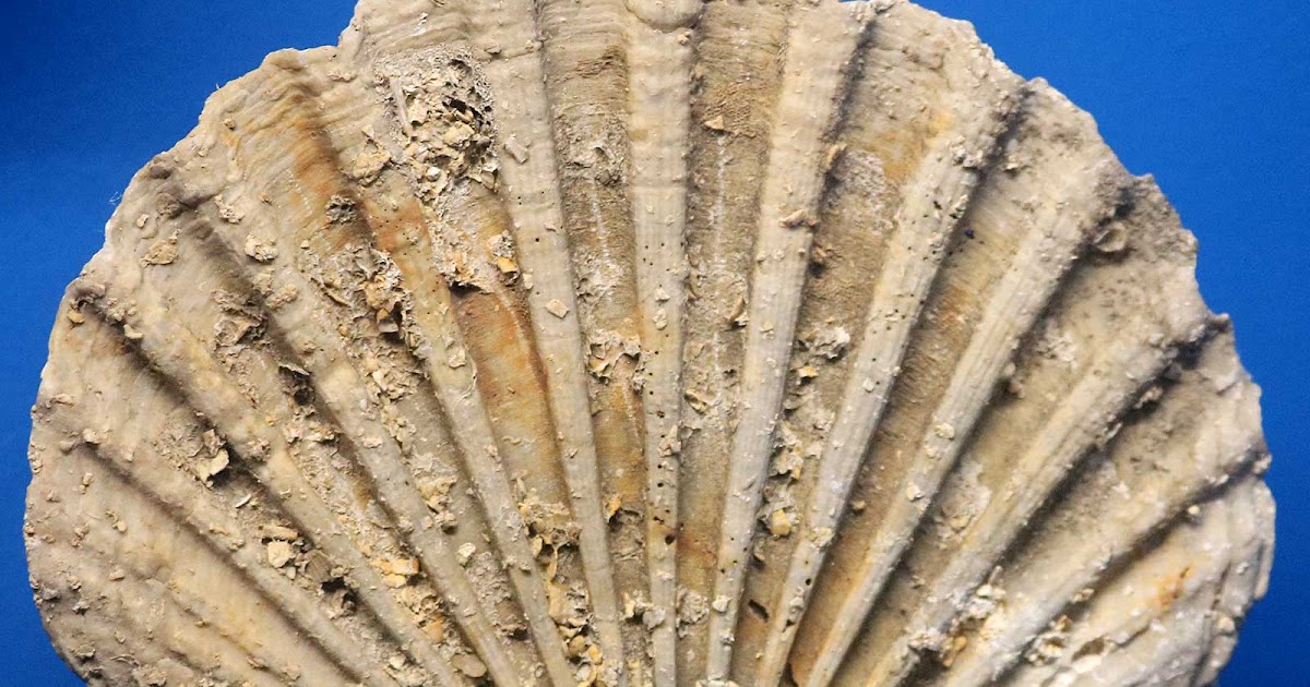 Louisville Fossils and Beyond: Pecten jacobaeus Great Scallop Fossil