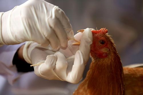 Poultry disease prevention and management