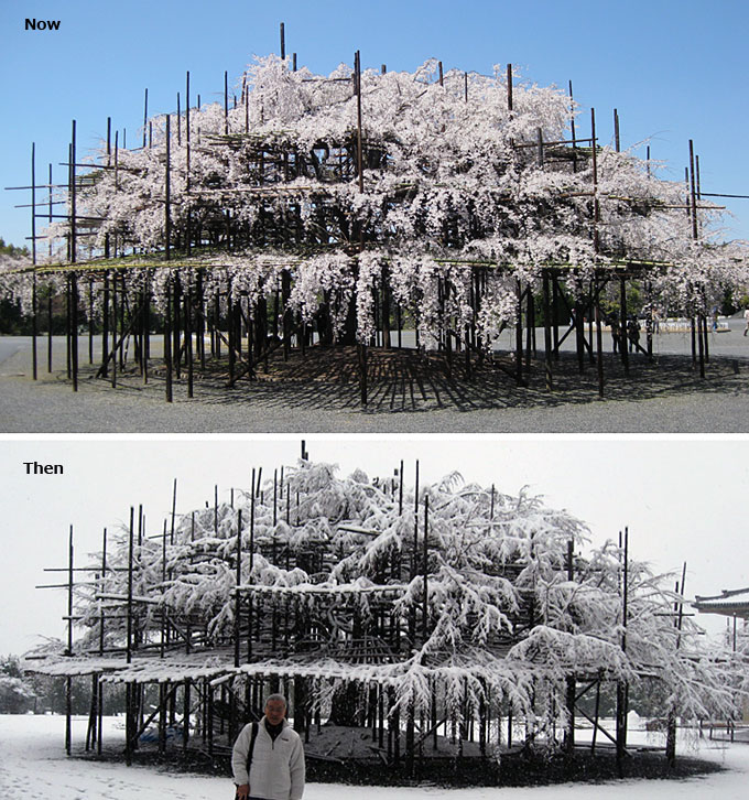 see haiku here 観る俳句: Shidare (drooping) sakura - now and then