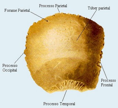RADIOLOGIA: ANATOMIA DO CRÂNIO