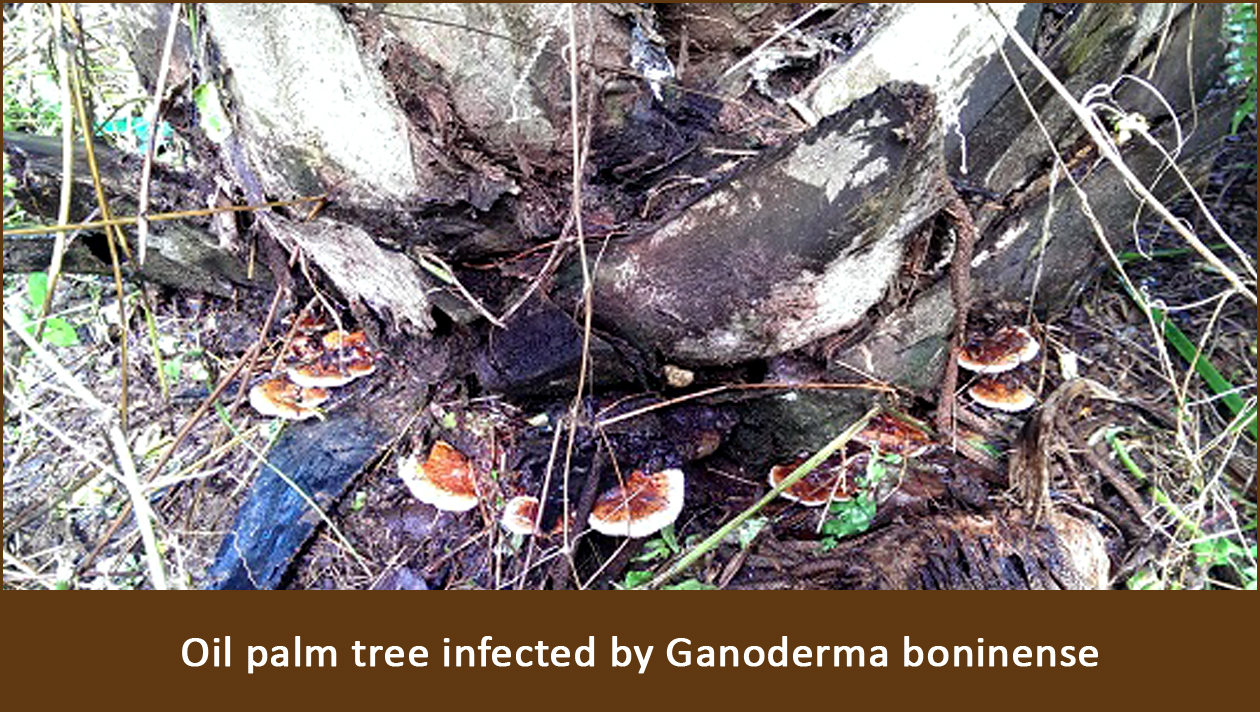 SOIL Energizer: Ganoderma Boninense treatment for oil palm in a ...