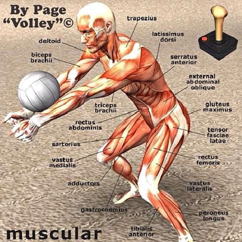 Cidera pada Permainan Volly dan Pemulihan oleh Fisioterapi