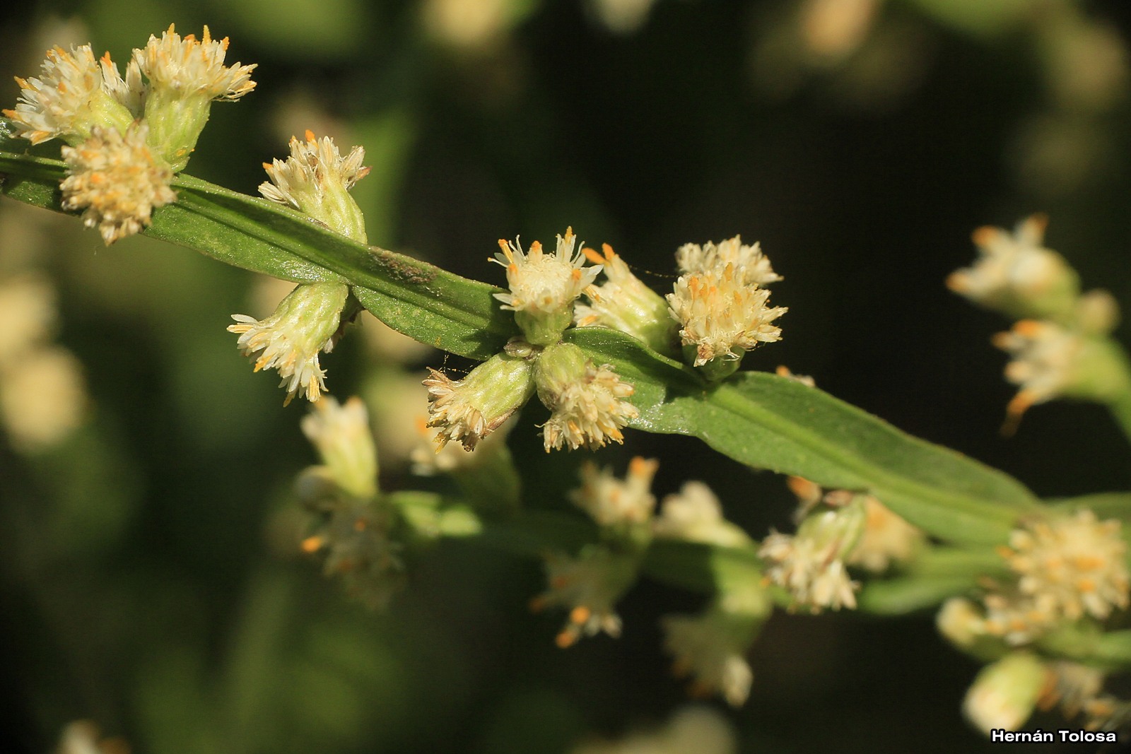 Flora Bonaerense: Carqueja (Baccharis trimera)