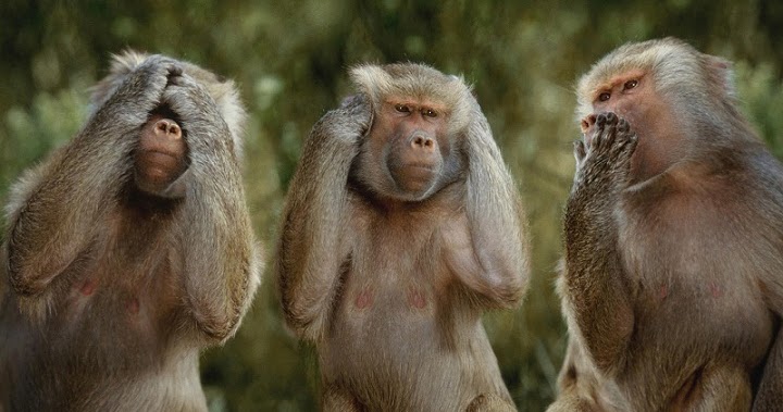 Apa Perbedaan Monyet dan Kera? | Belajar Sampai Mati