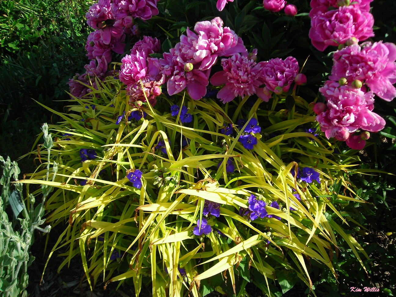 Gardening Granny's Gardening Pages: Tradescantia, spiderwort