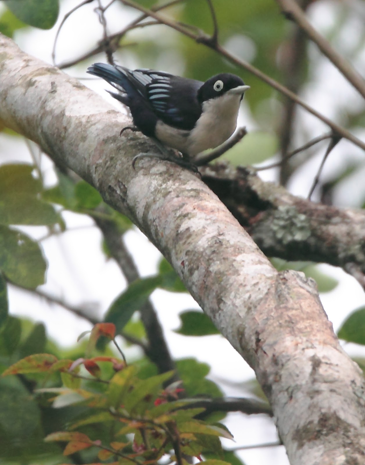 Mike is the name Birding is the game ( Birding in Malaysia - Malaysian ...