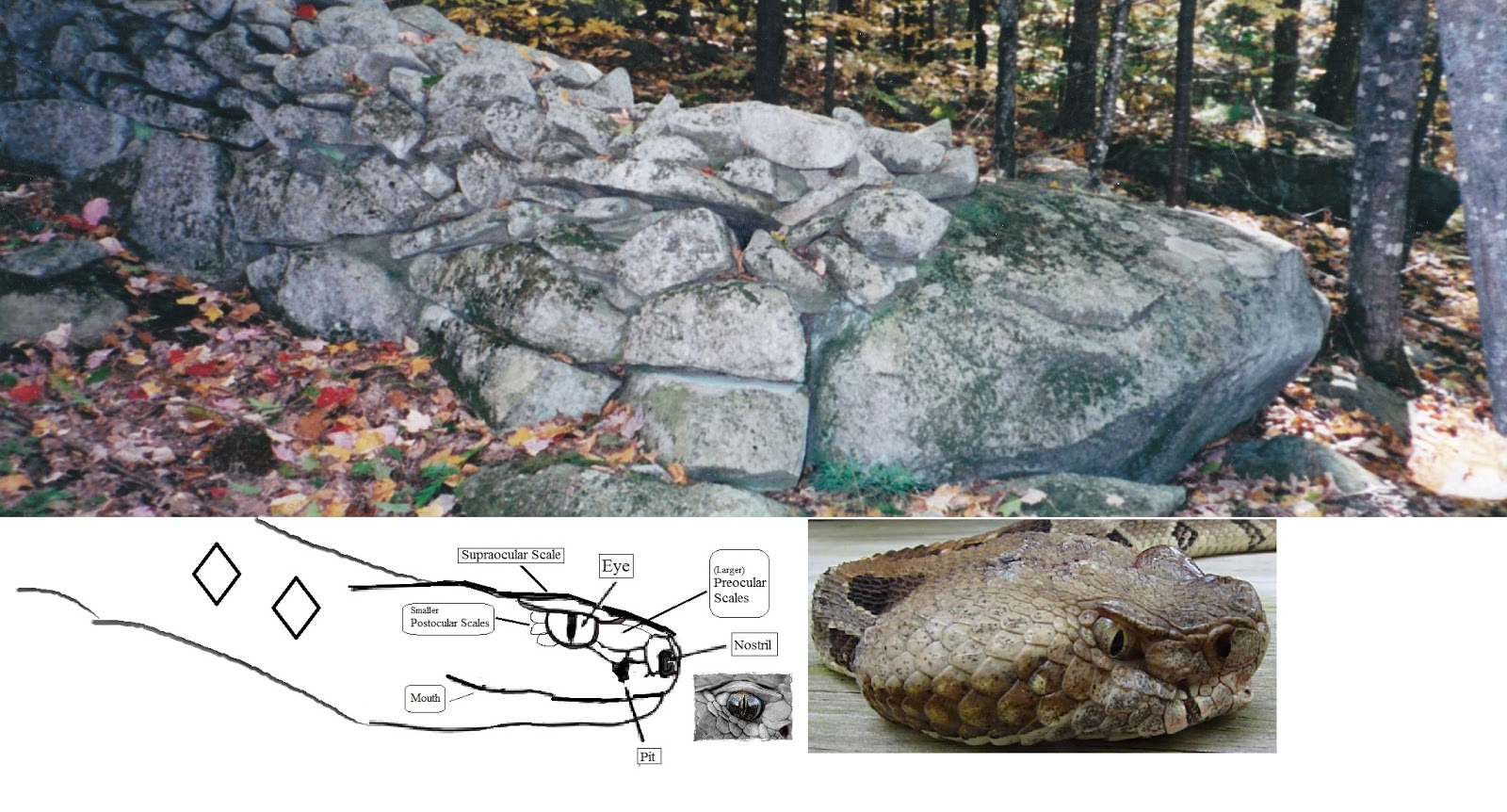 Waking Up on Turtle Island: The Giant Stone Snake (ME)