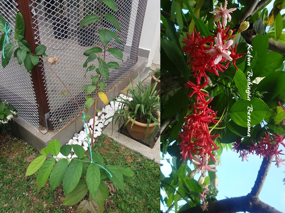 Kebun Bahagia Bersama: Kembang Bugang Berkembang di Taman Teman Kebun ...