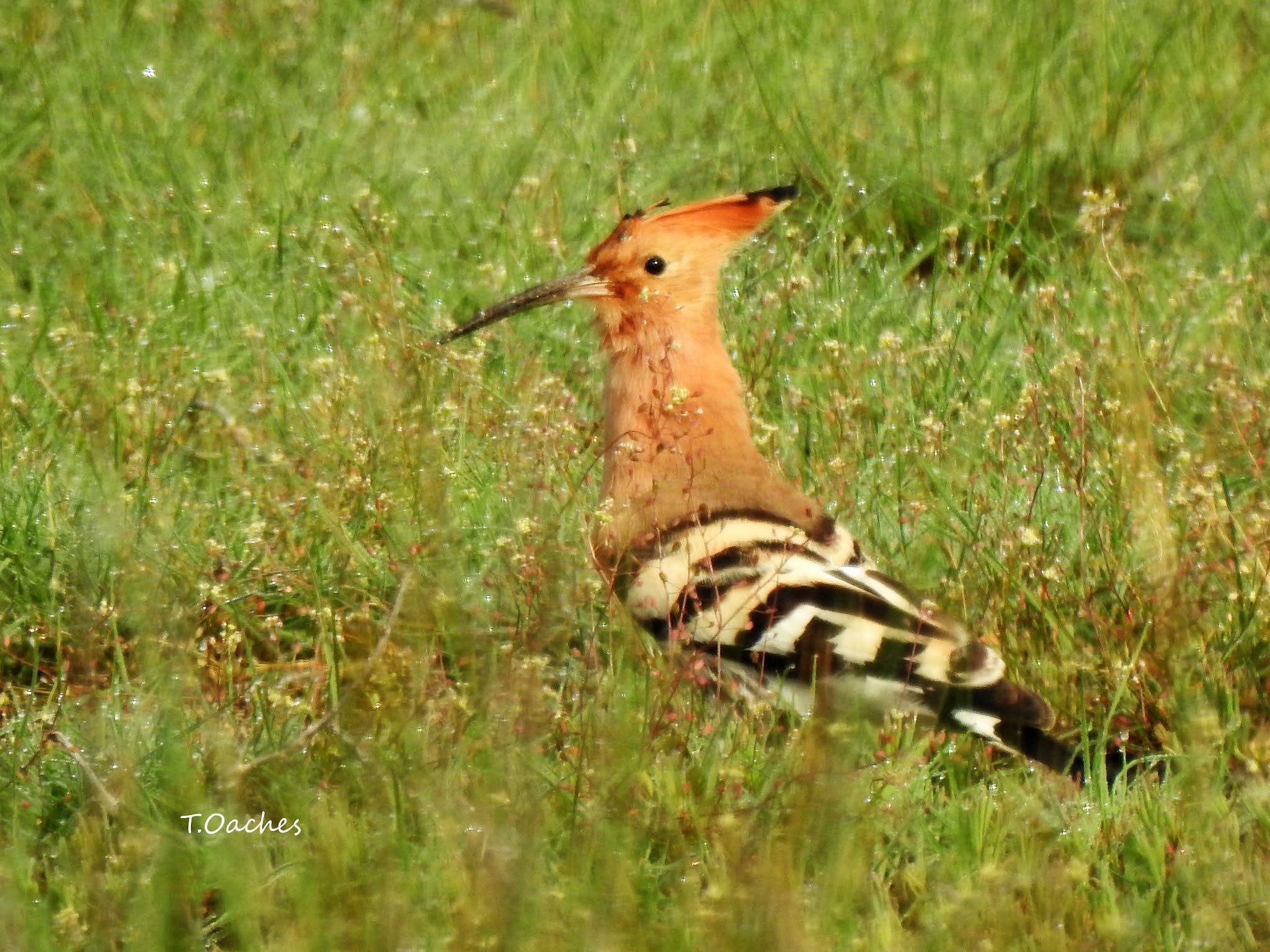 PASARI DIN ROMANIA: PUPAZA, Upupa epops
