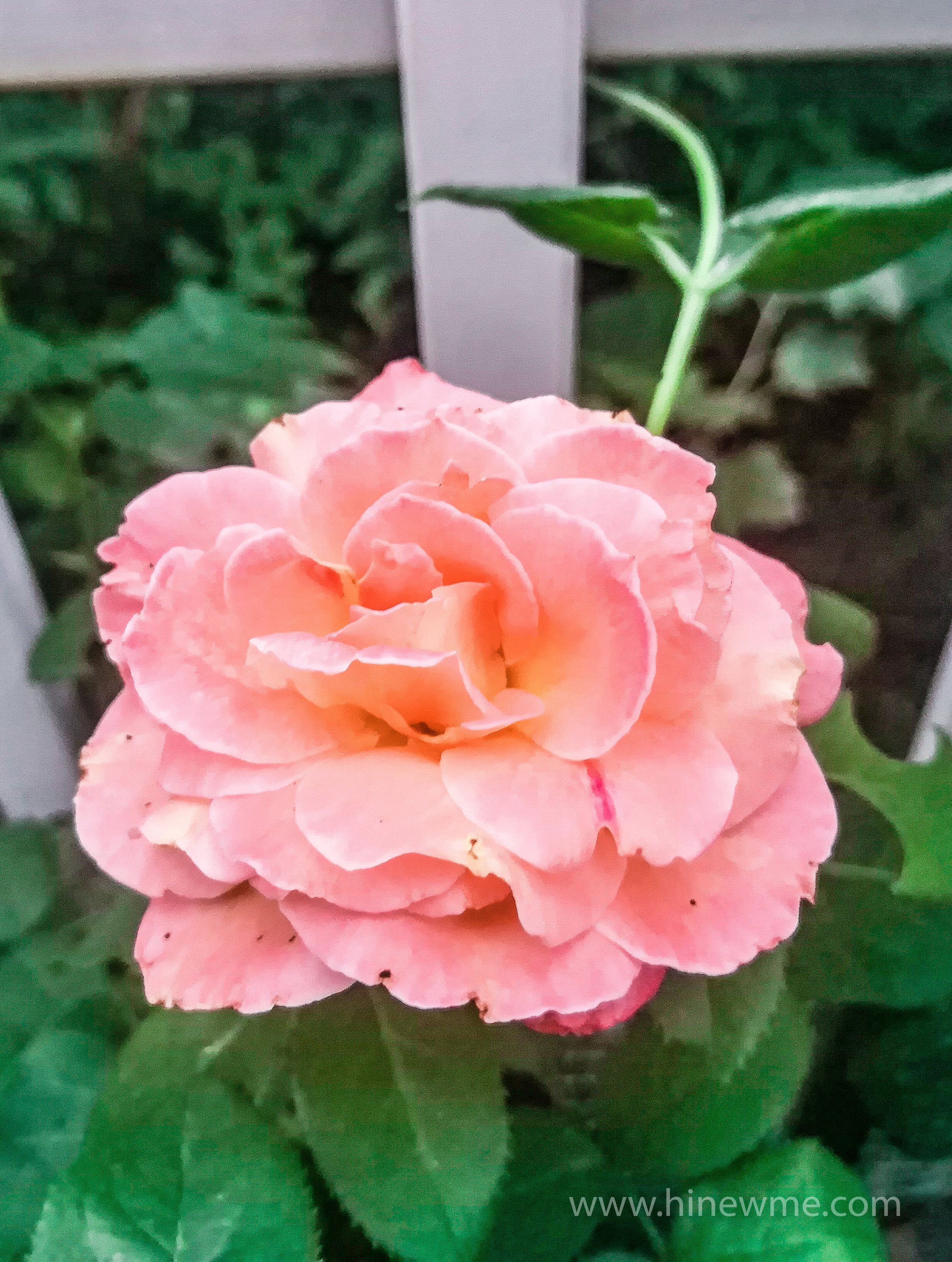 25flower photograph, 4tips photograph skills - HiArt