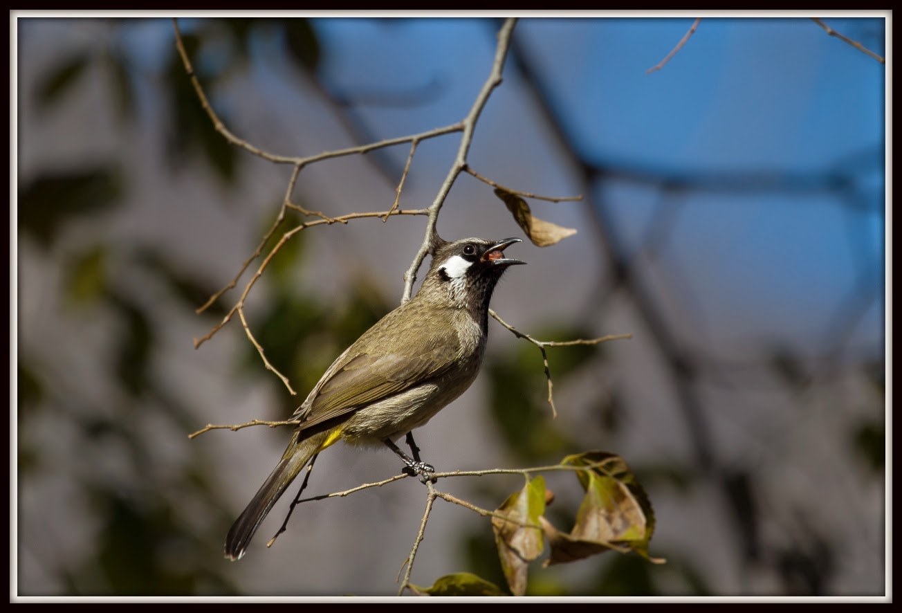 flying beauties of himachal pradesh: Himalayan Bulbul