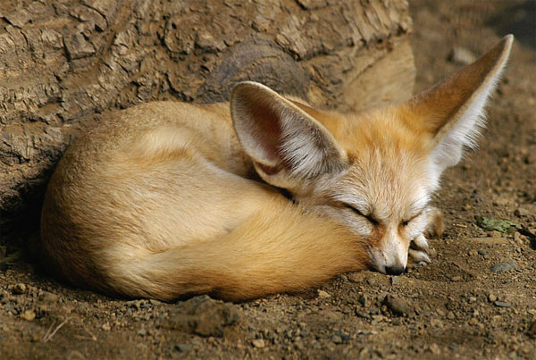 Fennec, Rubah Padang Pasir yang Bertelinga Besar | RE Tawon