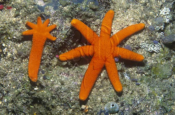 Lovely Starfish: May 2016