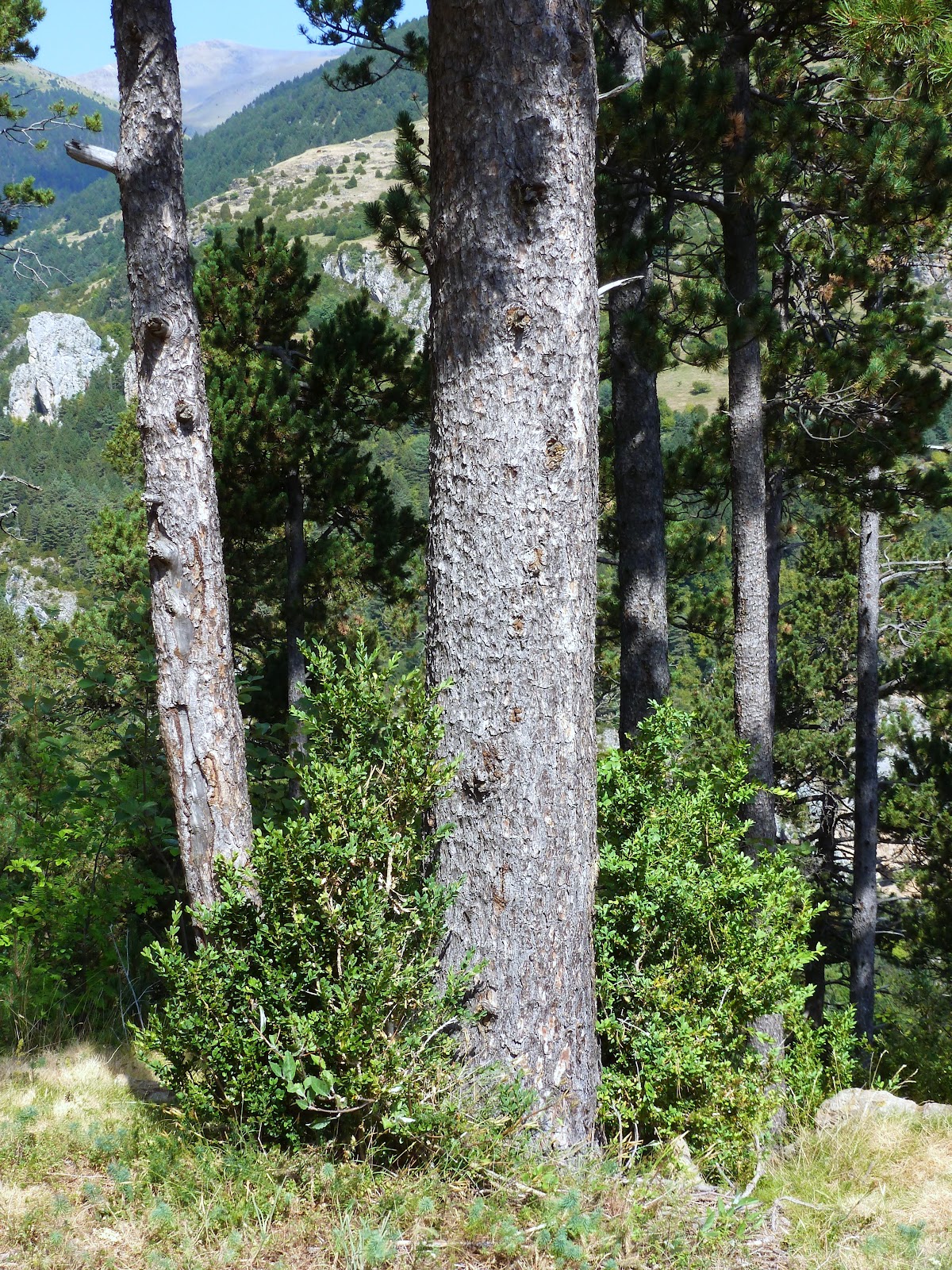 Árboles con alma: Pino negro. Pi negre. (Pinus uncinata)