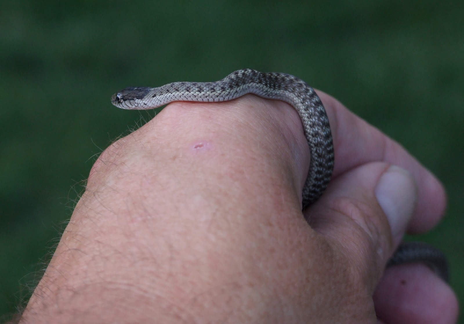 Skunk Tracks: Garter Snake in Grand Junction, CO