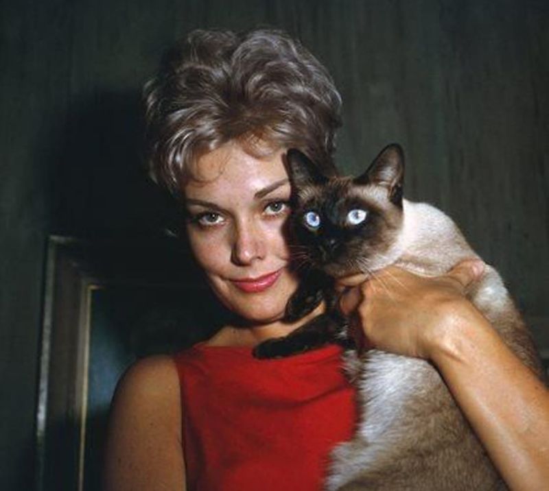 20 Lovely Photos Of Kim Novak With Her Cat Pyewacket In “bell Book