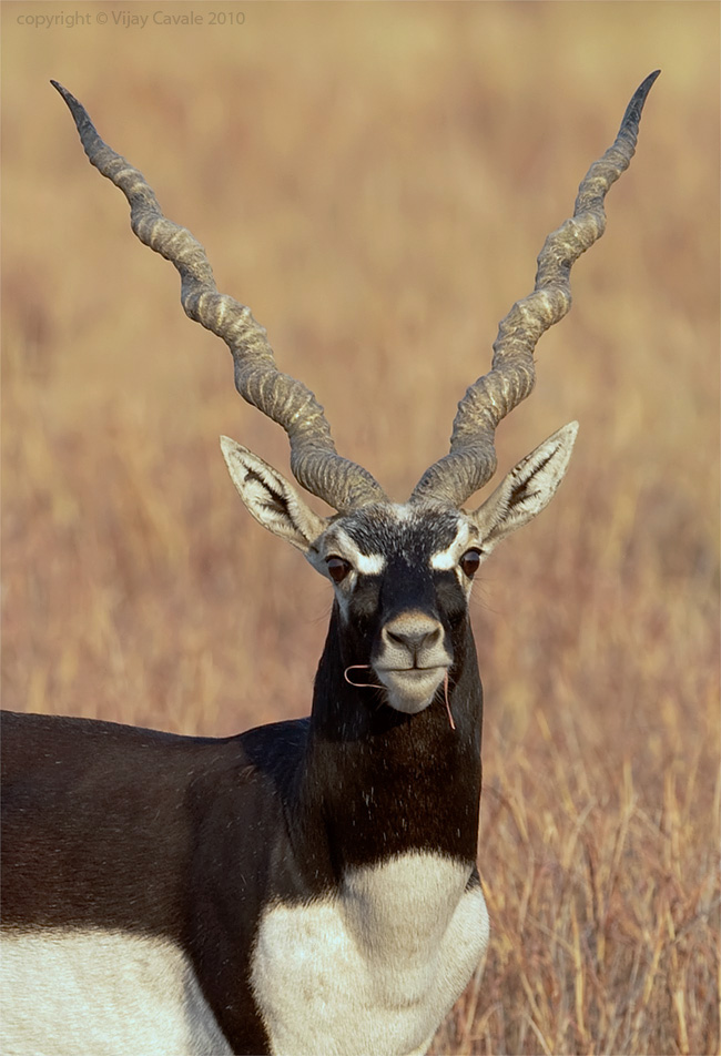 Journey of Joy: Blackbuck National Park - Velavadar!