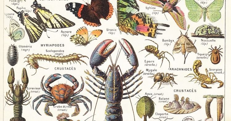 Artrópodes | Arthropoda ~ Klima Naturali™