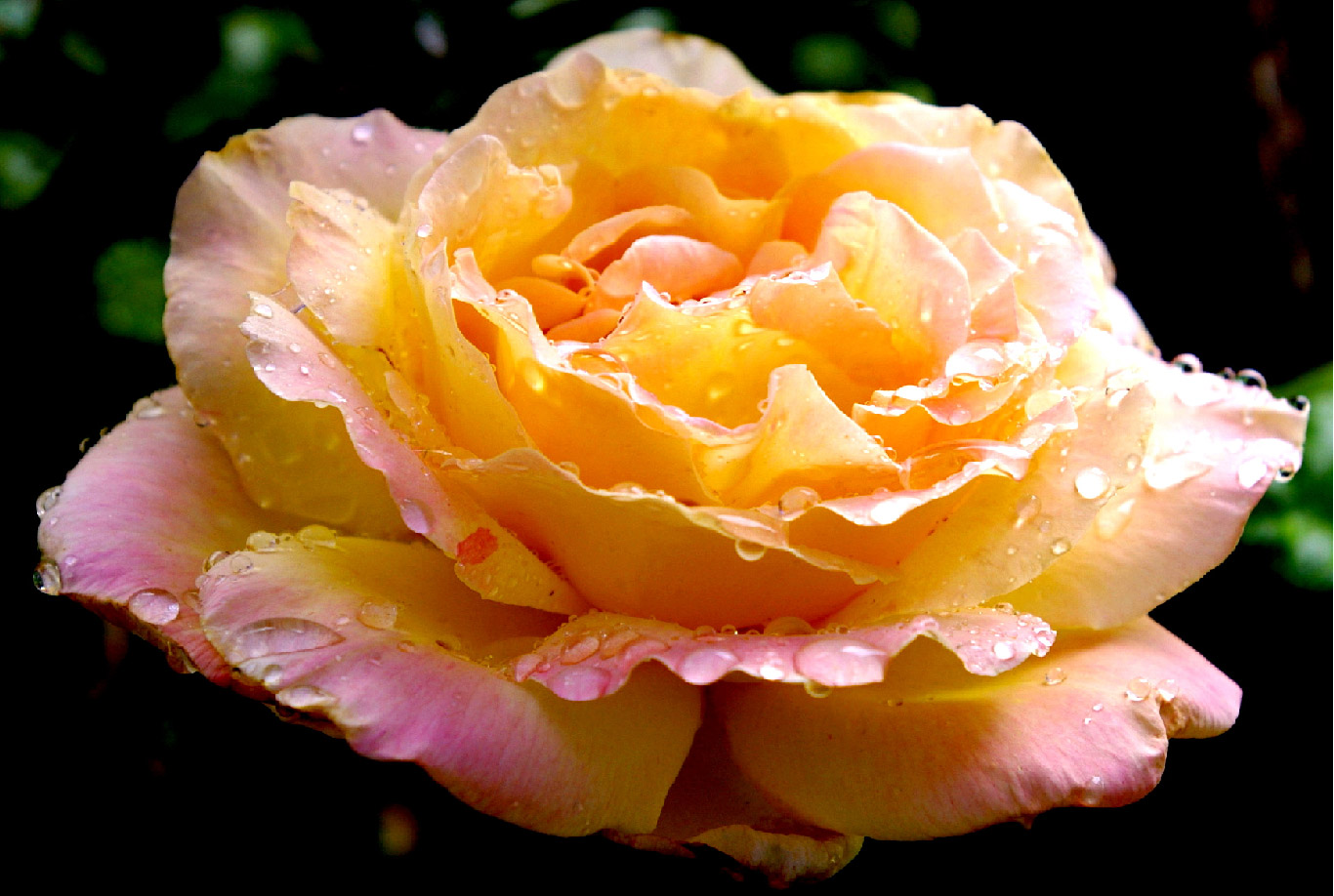 Pictures World: Most Amazing Roses
