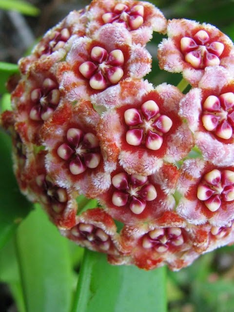 Flowers: Hoya Wax