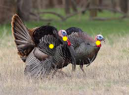 Full Draw Outdoor Productions Blog: Wild Turkey Shot Placement (Archery)