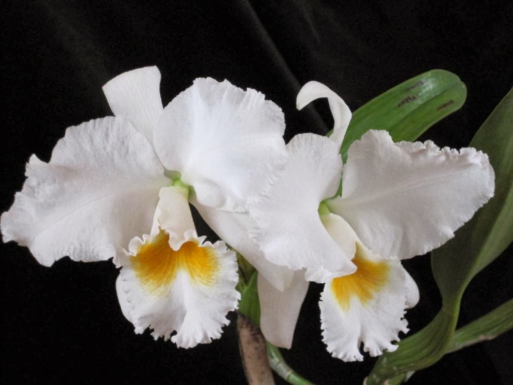 Flower Homes: Cattleya Flowers