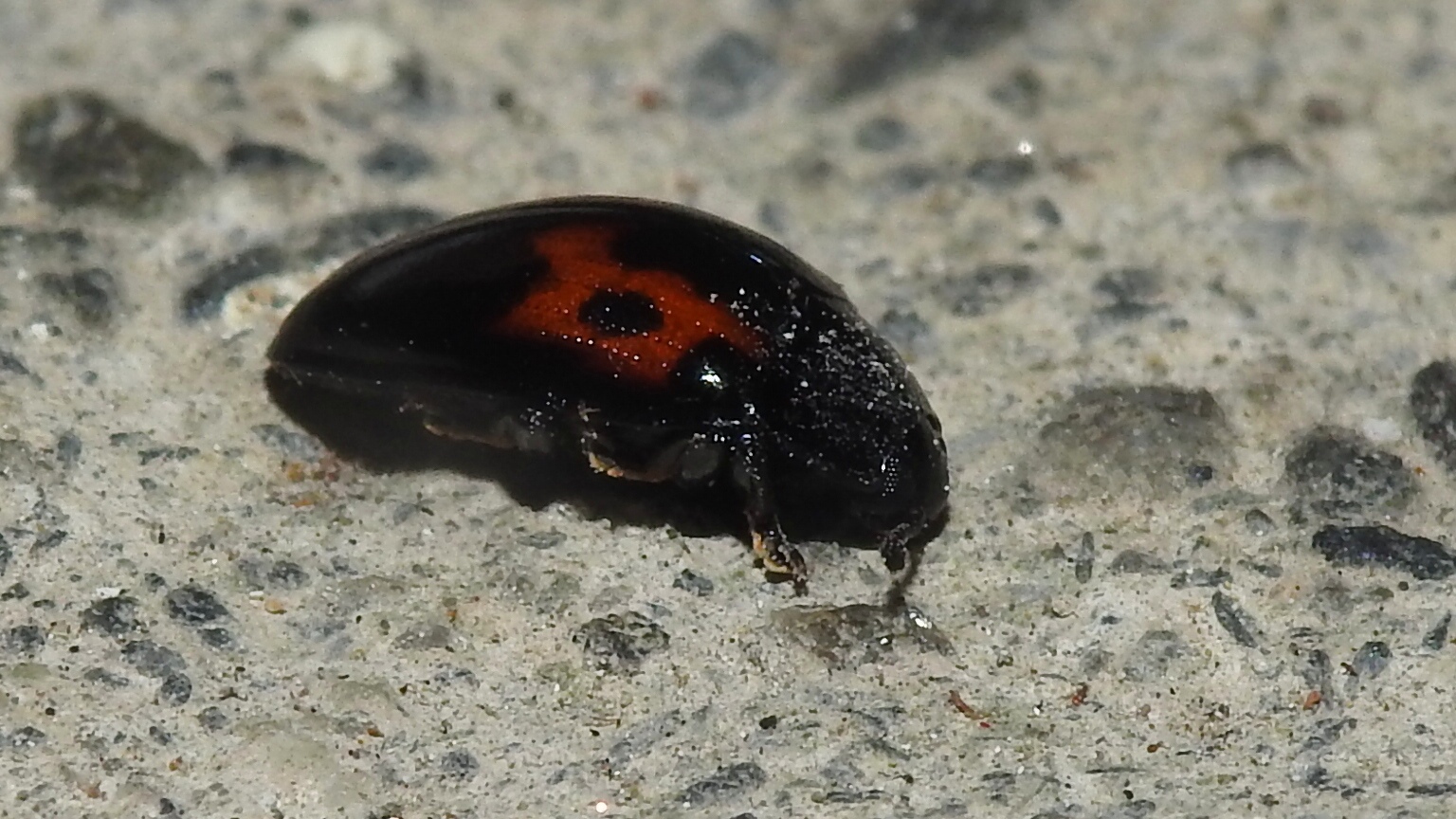台灣-鳥類與昆蟲-自然觀察記錄: 大蕈蟲 Aulacochilus sp.