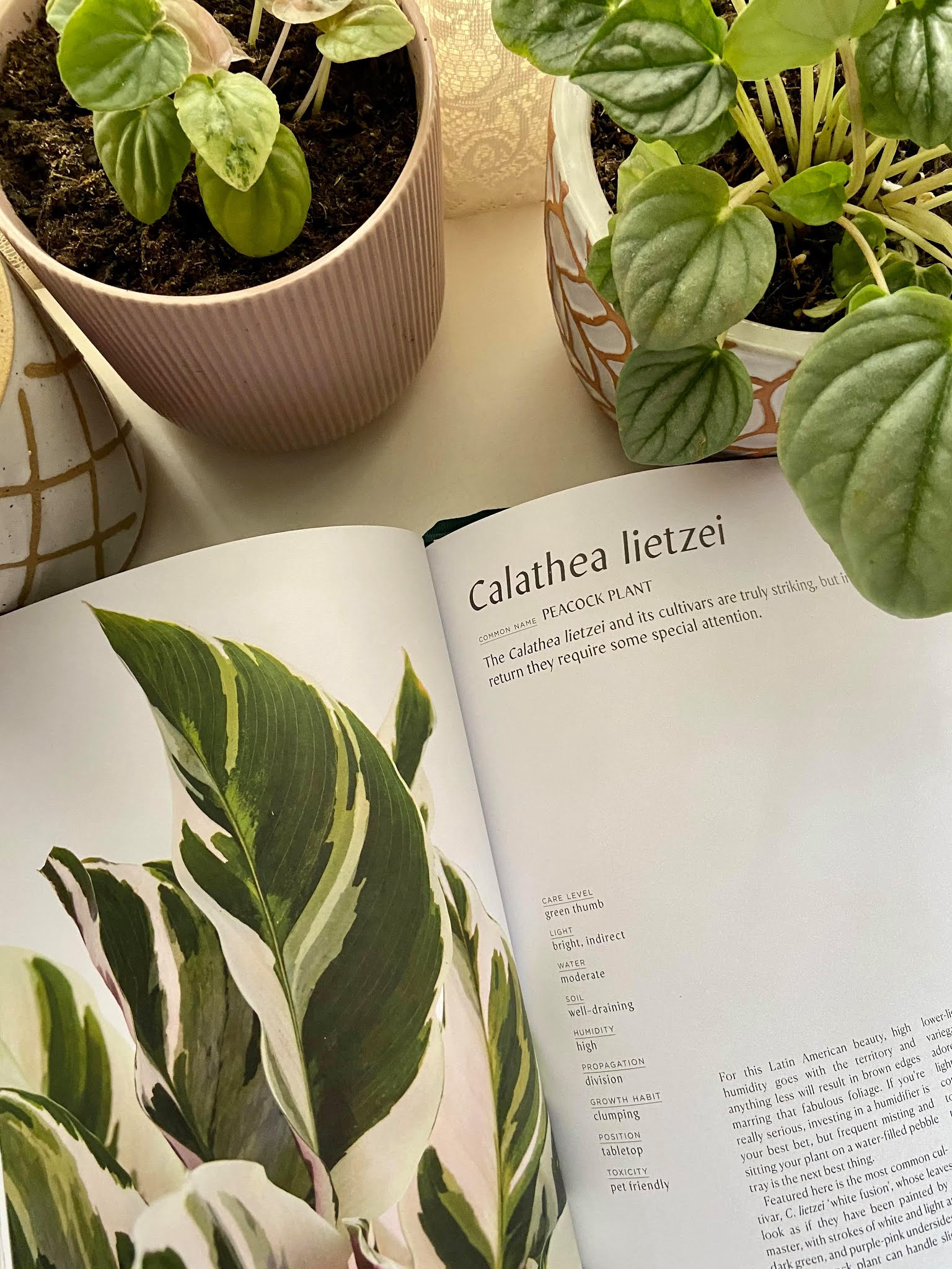 All time favourite Houseplant Book | Plantopedia by Leaf Supply | Geri ...