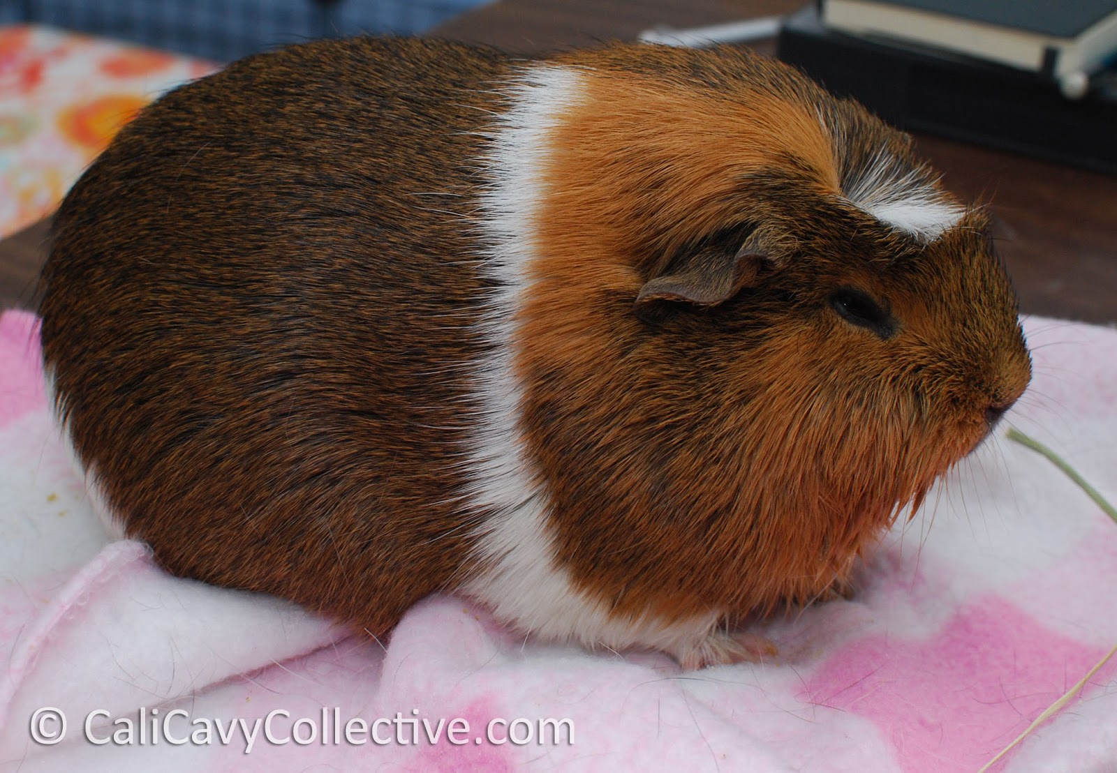 Cali Cavy Collective: a blog about all things guinea pig: Oxbow ...