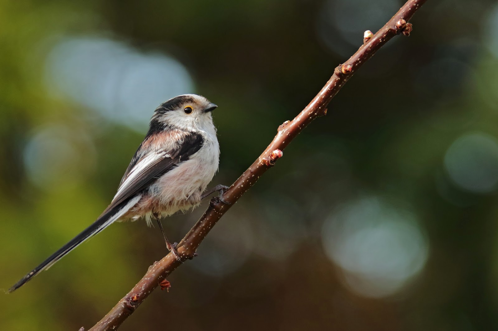 OISEAUX de Jean-Pierre CAPPE: 27-03-17, Belgique, mésange à longue queue