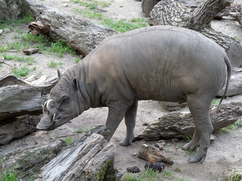 Real Monstrosities: Babirusa