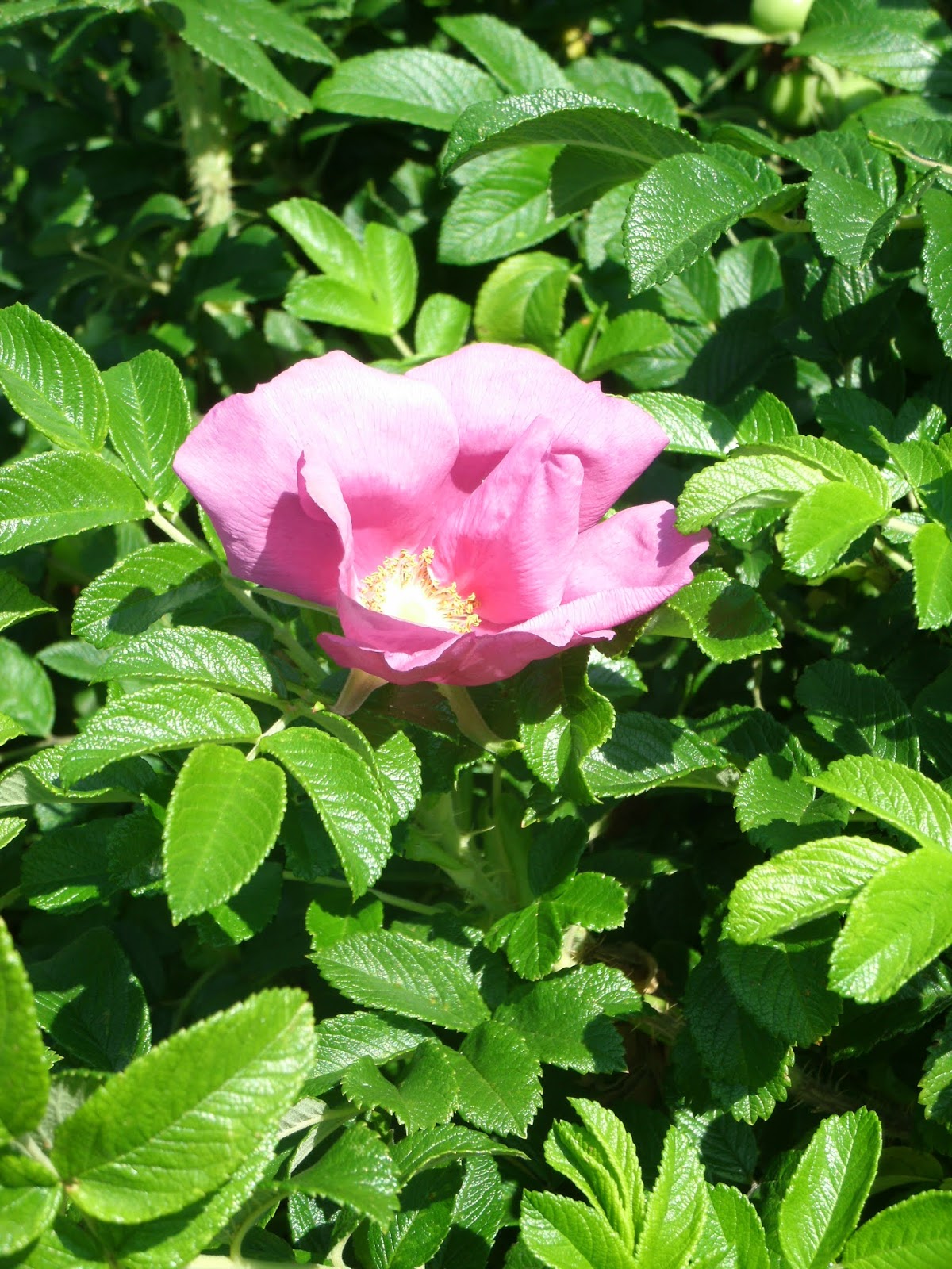 Les~photos~de~Floralie : Rosier sauvage