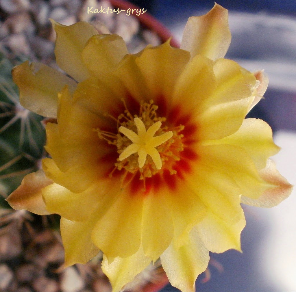 Thelocactus setispinus ~ PLANTUKIS