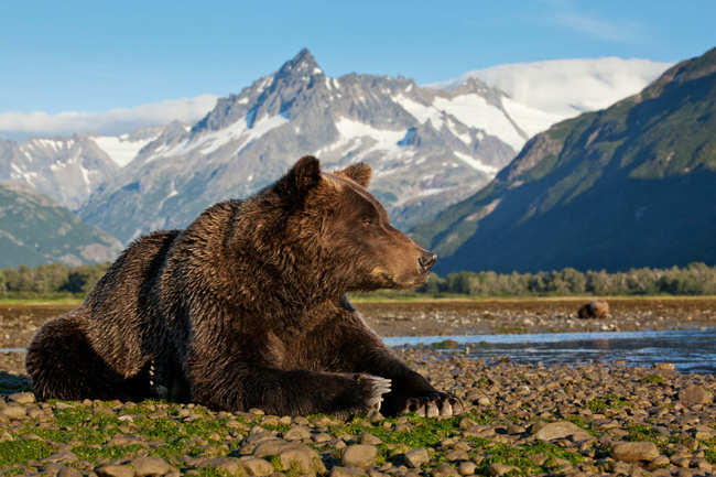 TIMOTHY TREADWELL (HERMANO OSO)