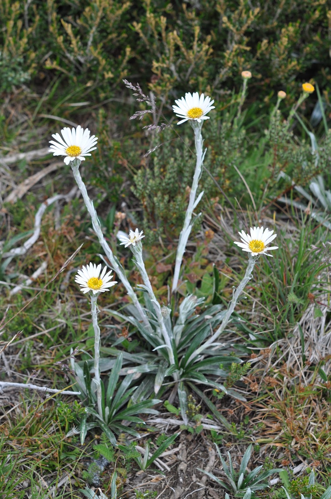 Alpine Garden Society Victorian Group: Australian Alpine Plants