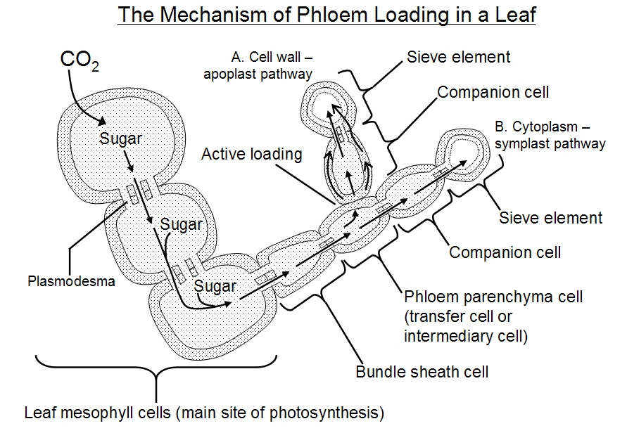The Mechanism of Phloem Translocation or pressure flow - Your Learning ...