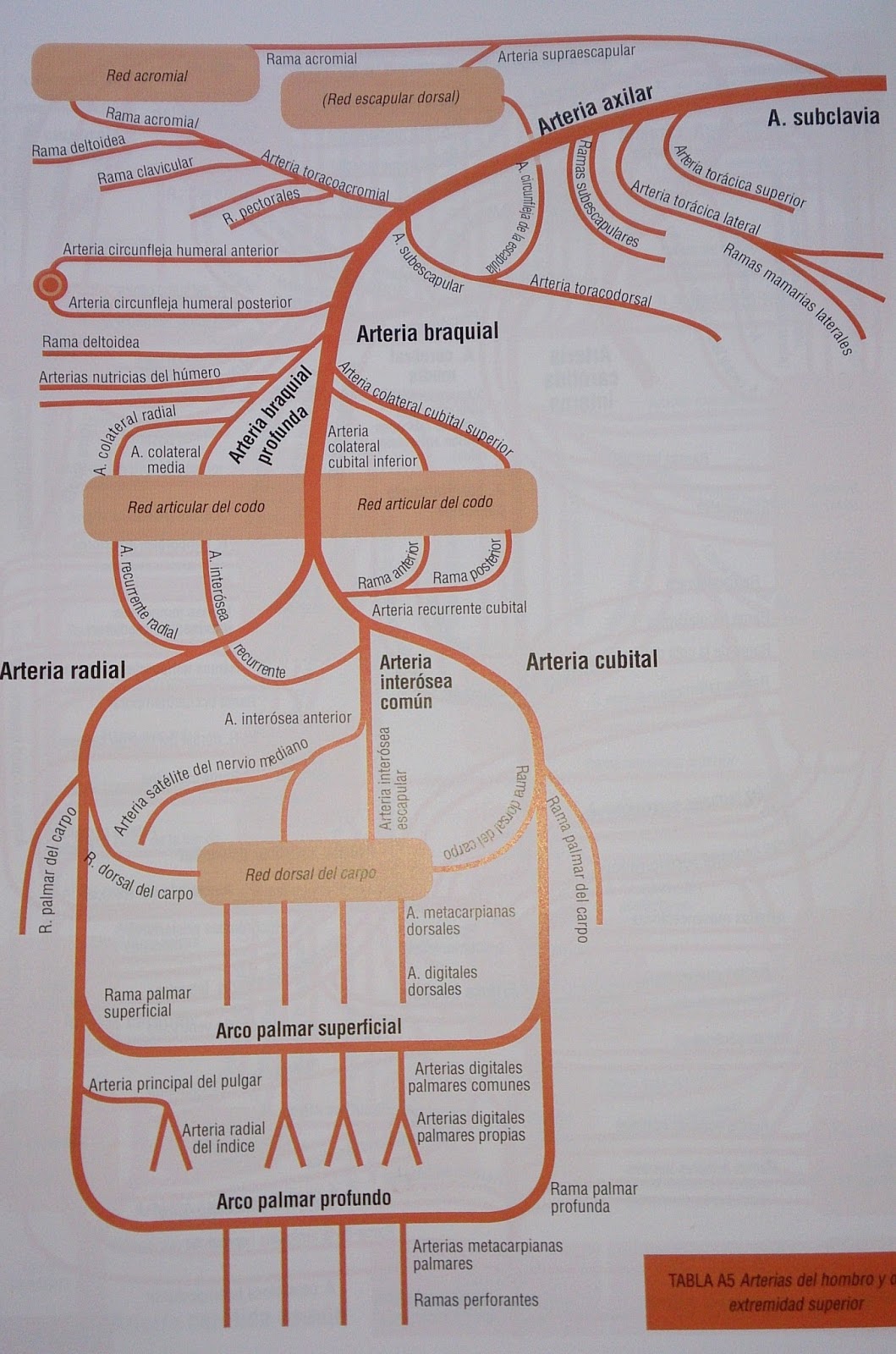 FISIOLOGIA GERAL: Anatomia e Fisiologia_Cardio_vascular