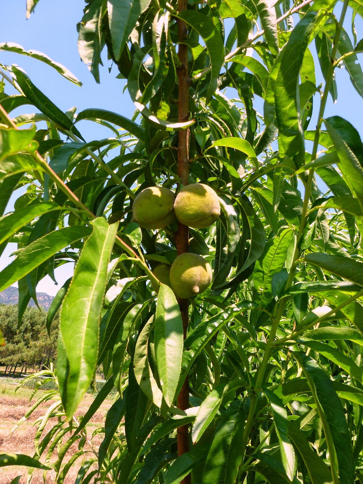 Árboles con alma: Melocotonero. Presseguer. (Prunus persica)