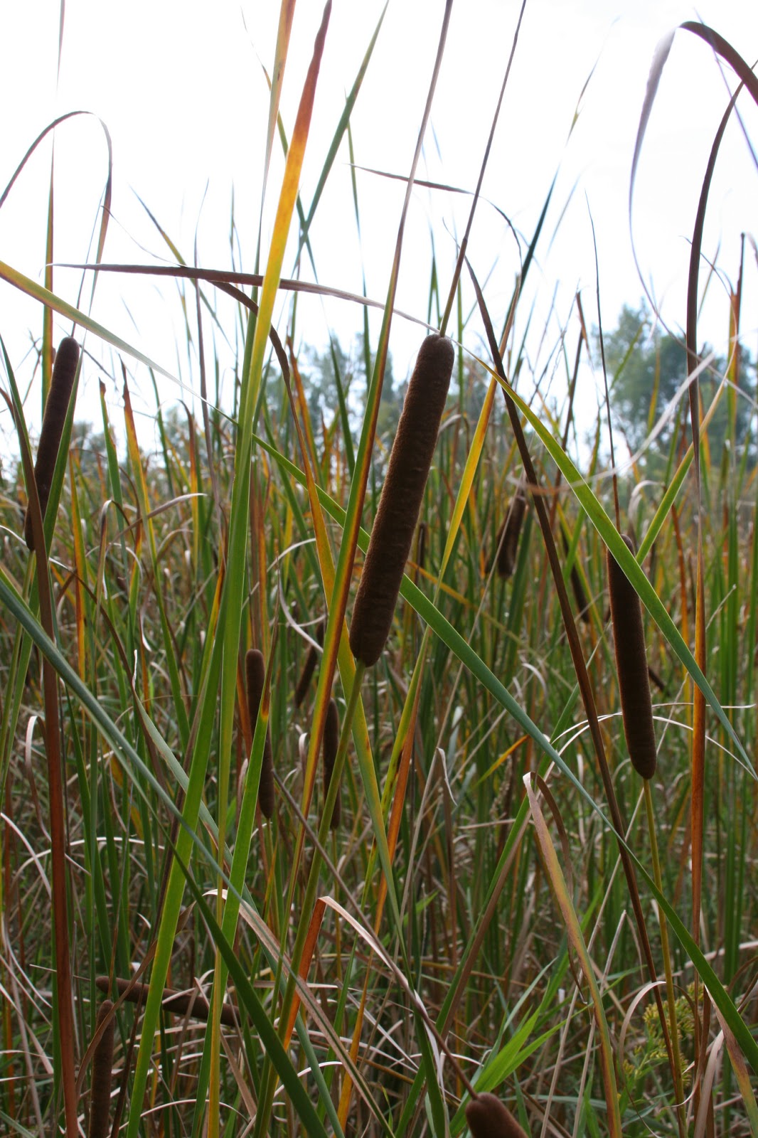 Isabella Conservation District Environmental Education Program: Cat got ...