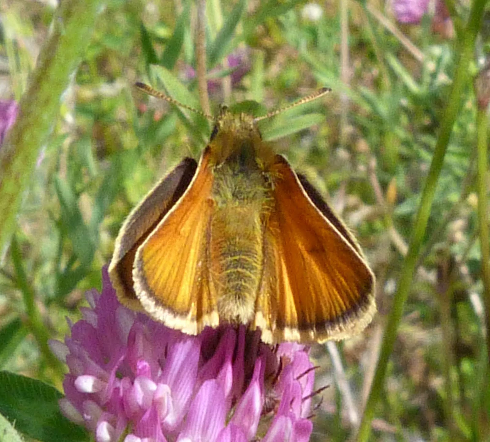 Insects of Scotland: Butterflies