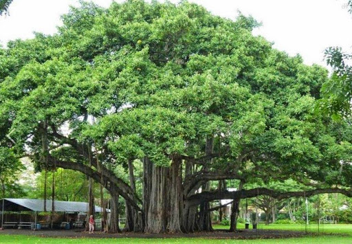 ஆலமரத்தில் இத்தனை மருத்துவ குணங்களா