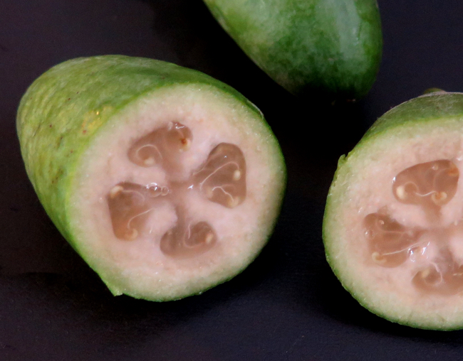 Glosario botánico con imágenes - letra E