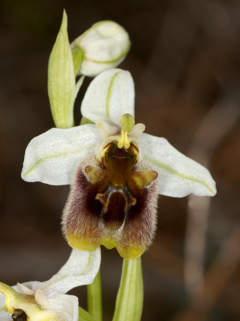 The Orchids of Cyprus