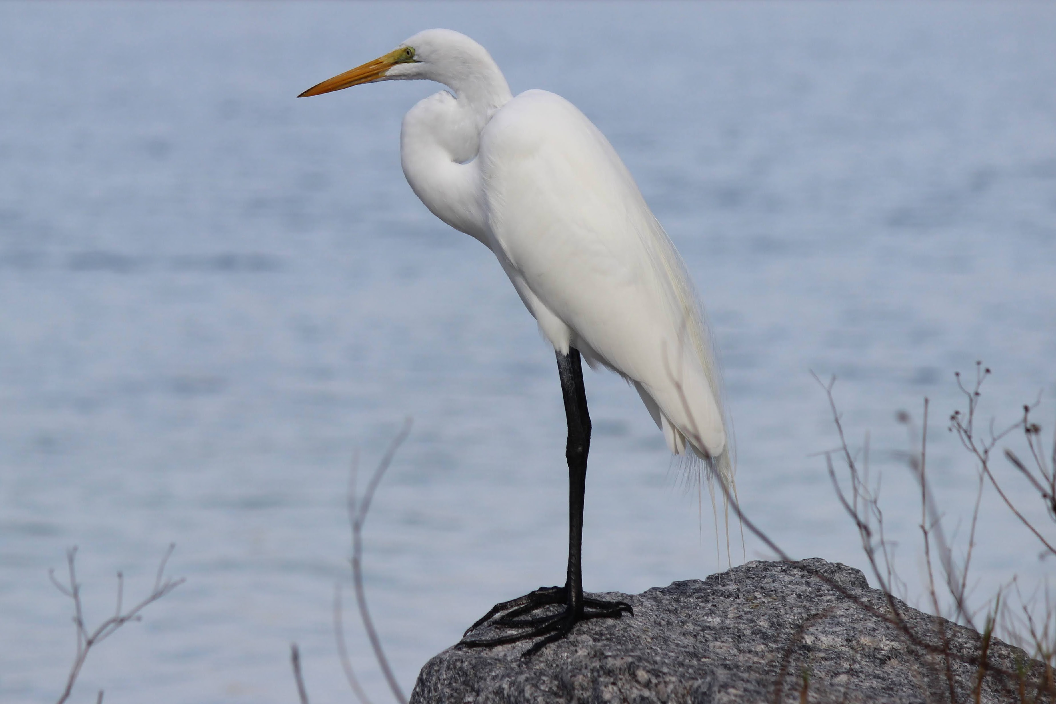 To Behold the Beauty: Great Egret