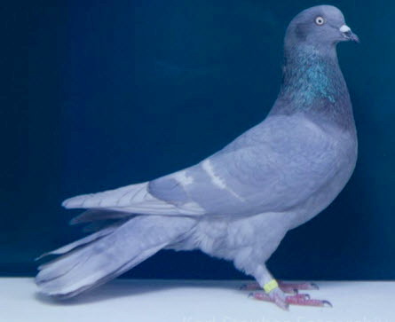 Toboşar de Schmölln | Rase-de-Porumbei-ro