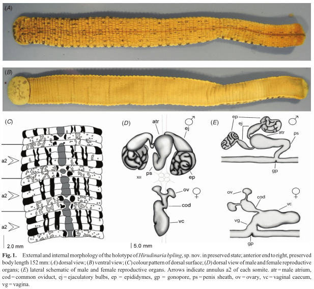 Species New to Science: [Invertebrate • 2012] Hirudinaria bpling ...