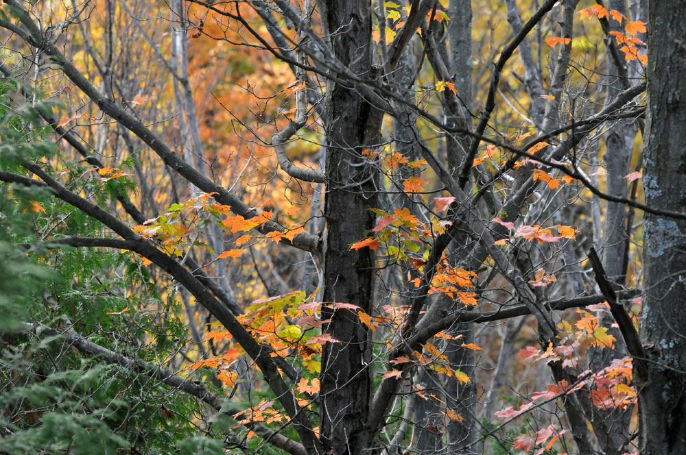 Toronto Grand Prix Tourist - A Toronto Blog: Fall Colours on the ...