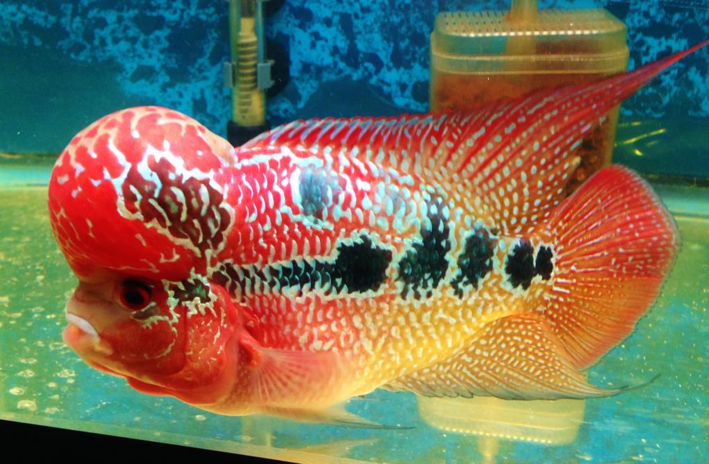 Journey Of Flowerhorn (Louhan): Jenong Itu Turun Temurun