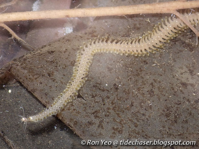 tHE tiDE cHAsER: Annelid Worms (Phylum Annelida) of Singapore
