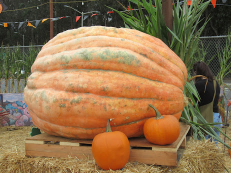 Adventures in Weseland: The Great Pumpkin Patch